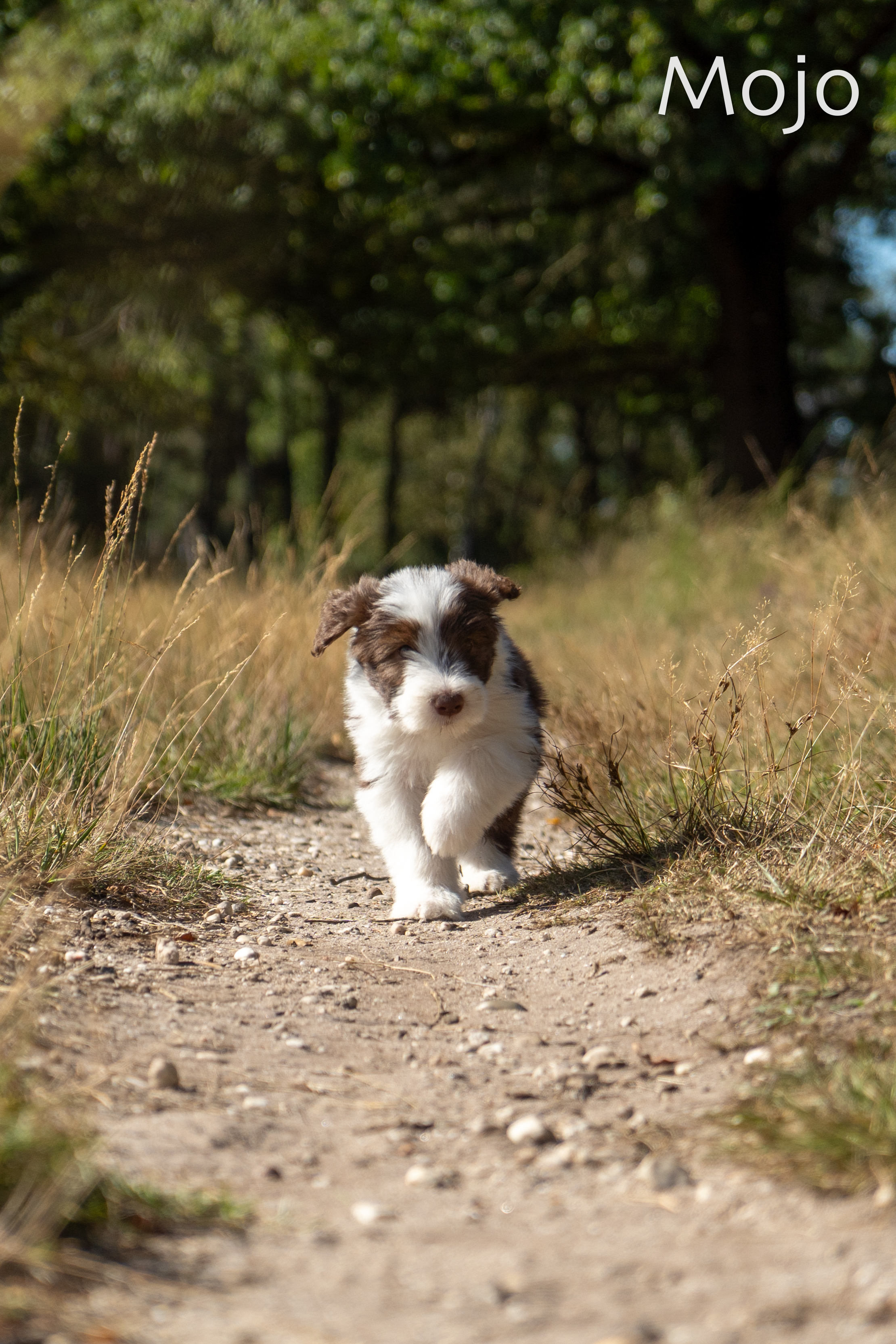Bearded Collie en Coton de Tulear - 22 JULI 2025 Tropical nest (Bearded ...